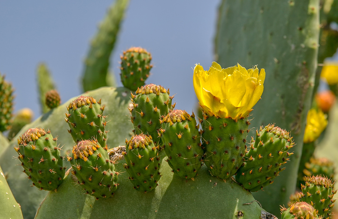 Investigadora mexicana crea plástico a partir del nopal