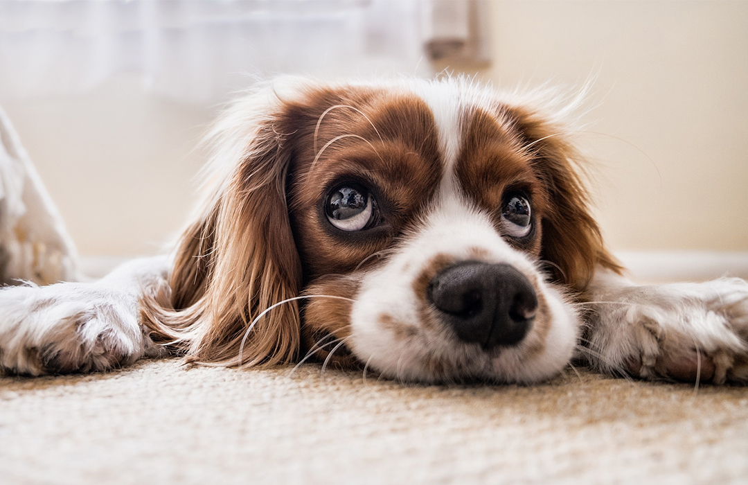 Estudio revela que los perros saben contar | Wokii México Estudio revela que los perros saben contar | Wokii México