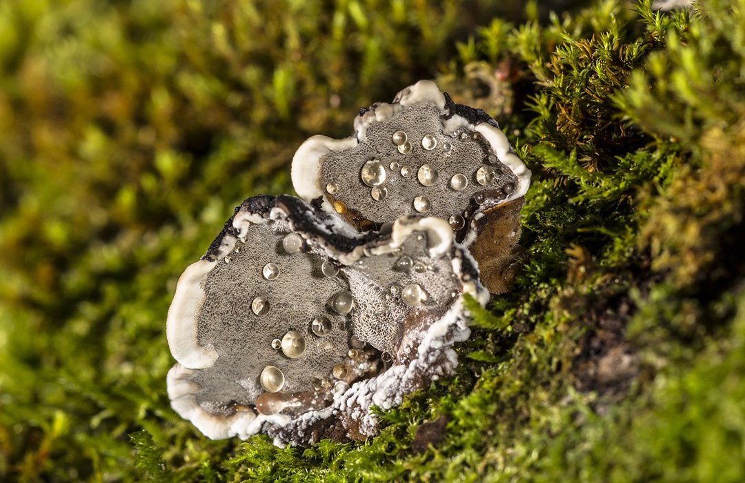 La NASA planea usar hongos para construir hogares sostenibles en Marte