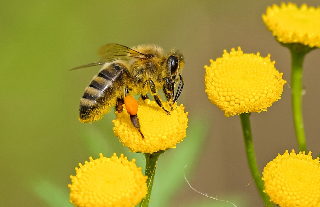 ¿Qué tan importantes son las abejas en el mundo? | Wokii