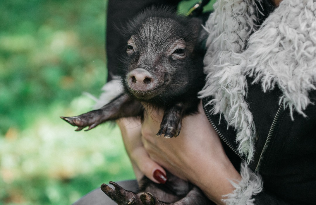 ¿Es buena idea tener un mini pig como mascota? | wokii