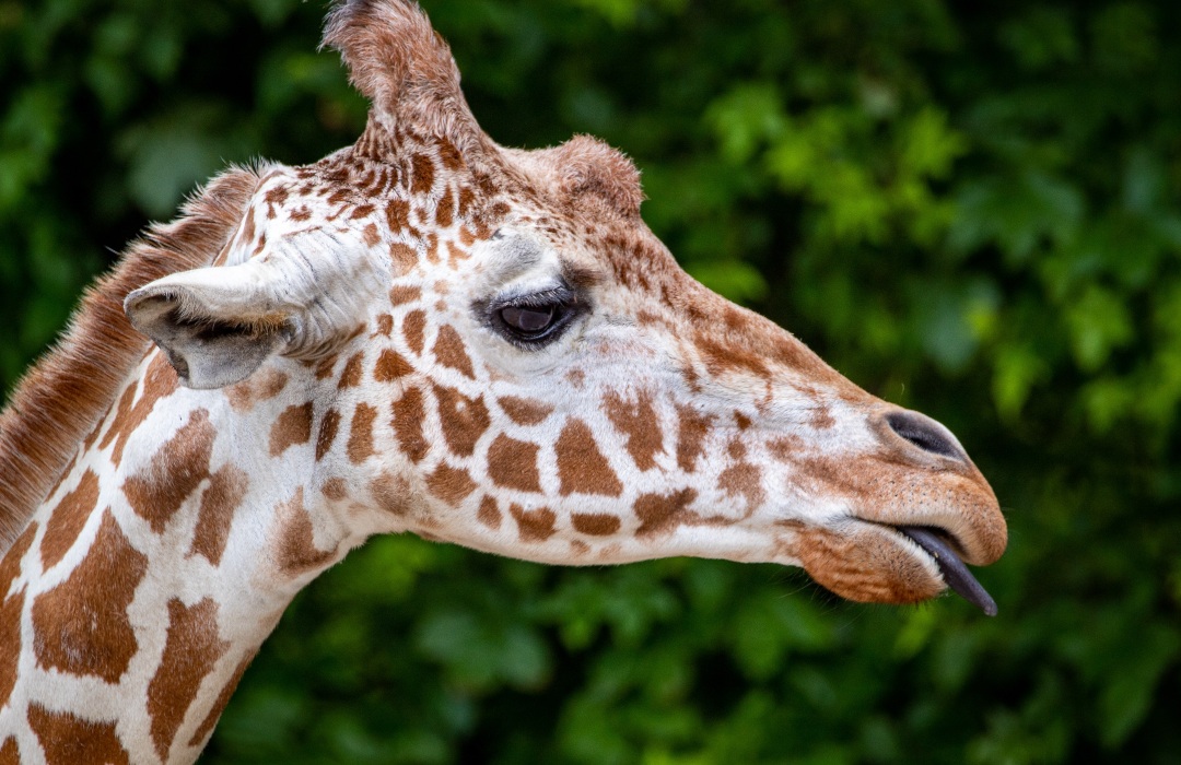 ¡Buenas noticias! Nace jirafa en el zoológico de Chapultepec