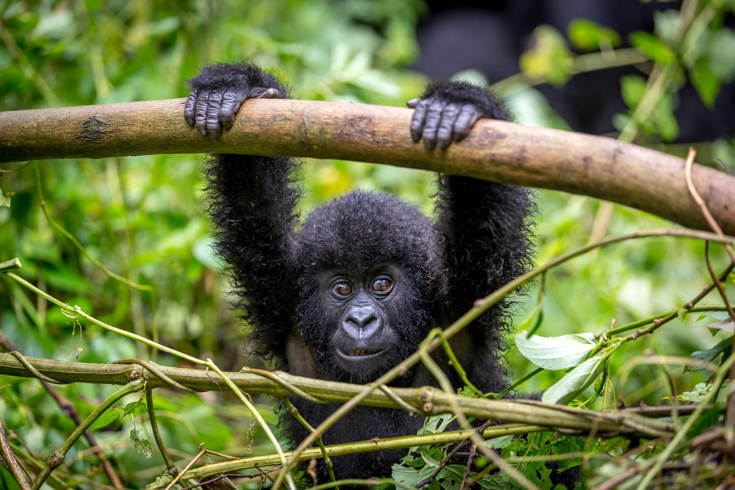 Parque Nacional Virunga, santuario de gorilas en el Congo, en peligro