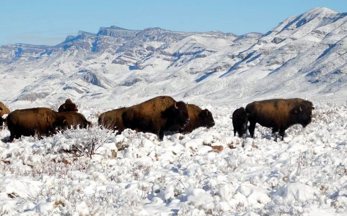 El bisonte blanco es visto en México luego de más de 100 años