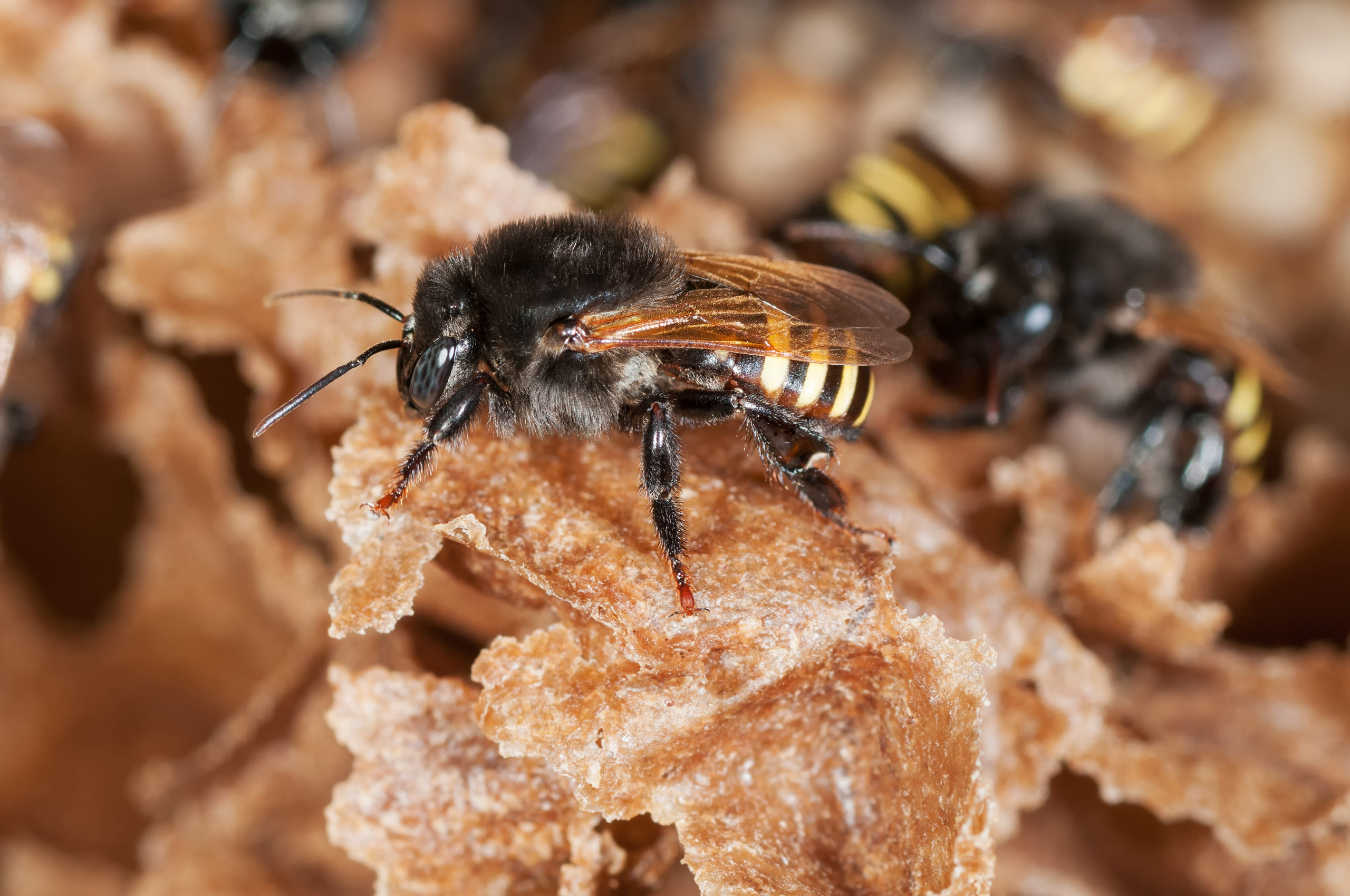 Miel melipona tiene más propiedades medicinales que la miel común