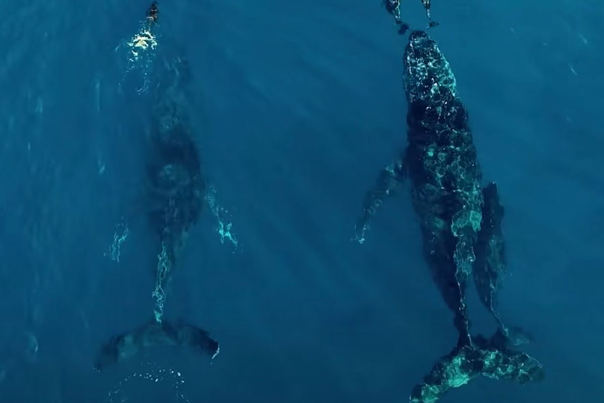 Seaspiracy: 5 razones para ver el documental sobre los océanos | wokii