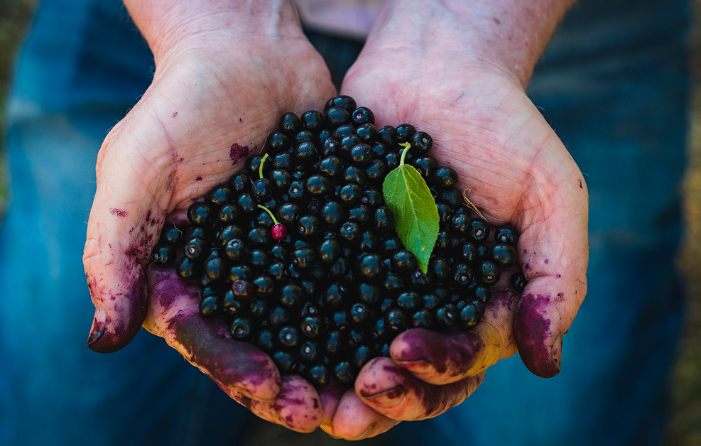 El superalimento rey de los antioxidantes: Maqui Berry