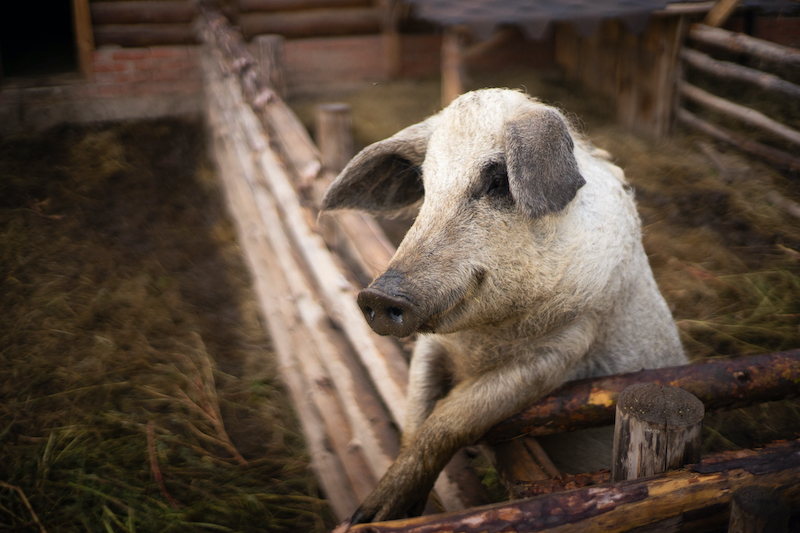 Descubren que los cerdos son más inteligentes de lo que creíamos | wokii