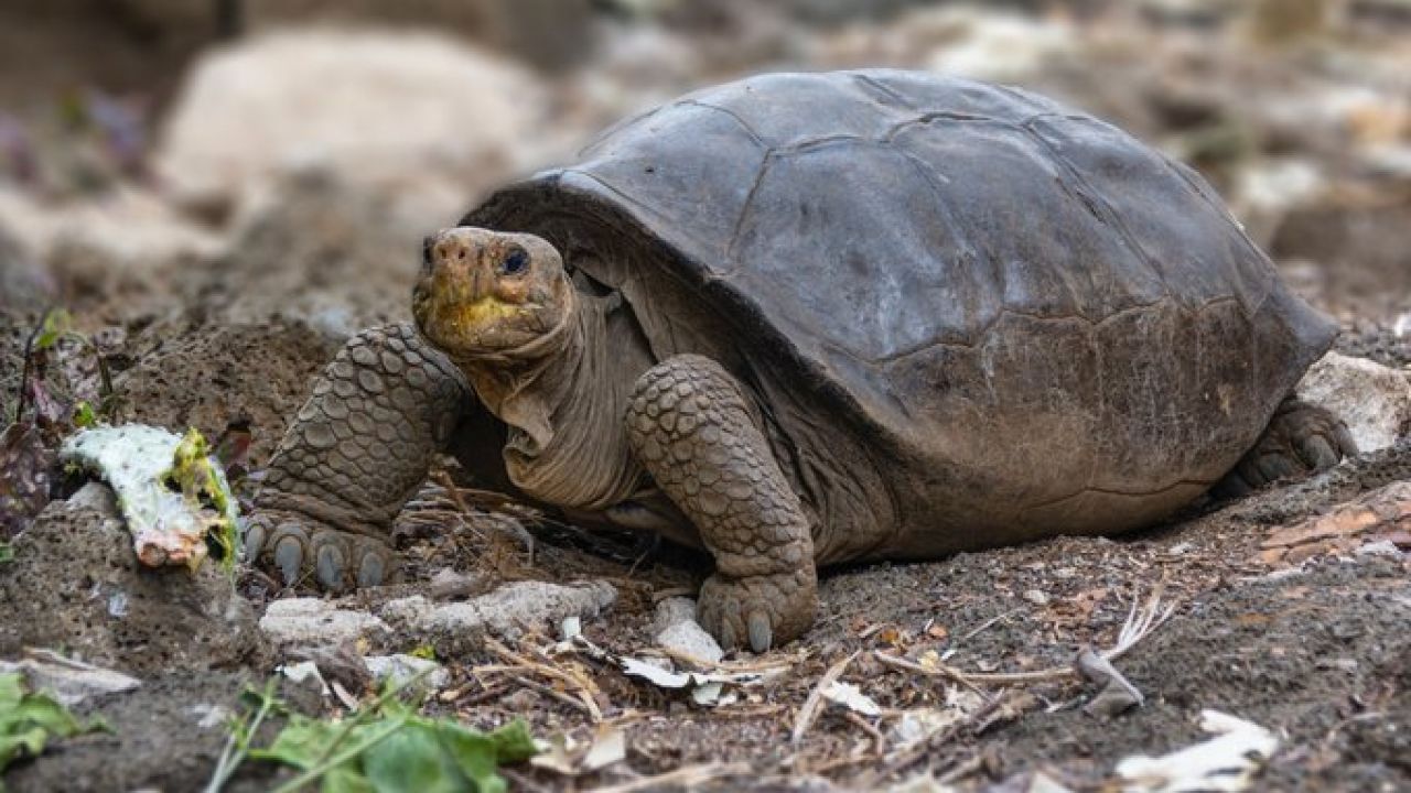 Encuentran tortuga extinta hace un siglo en Galápagos