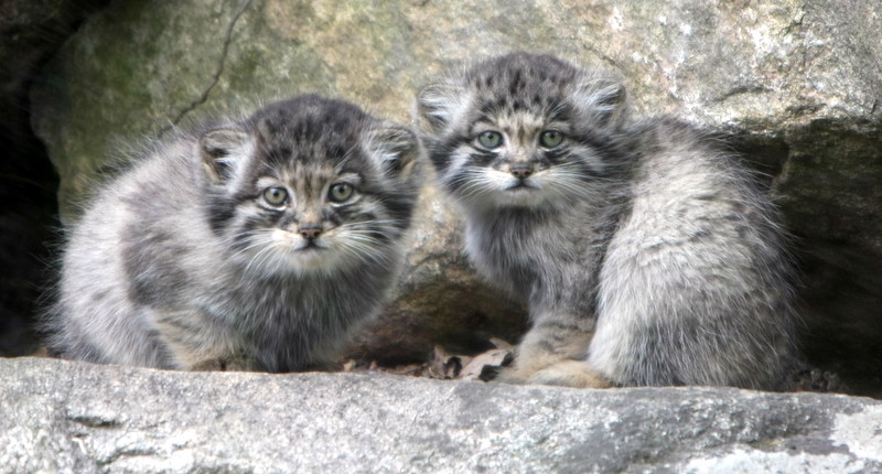 Aparecen crías de manul, un gato salvaje en vías de extinción