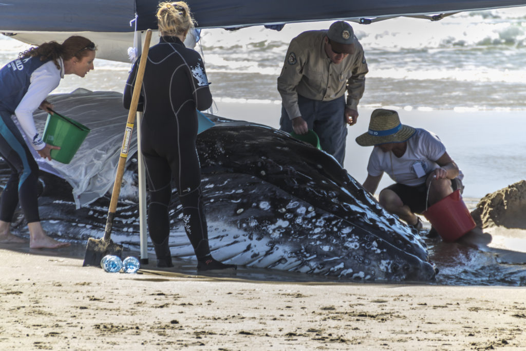 ¿Qué hacer si te encuentras a una ballena varada en la orilla del mar?