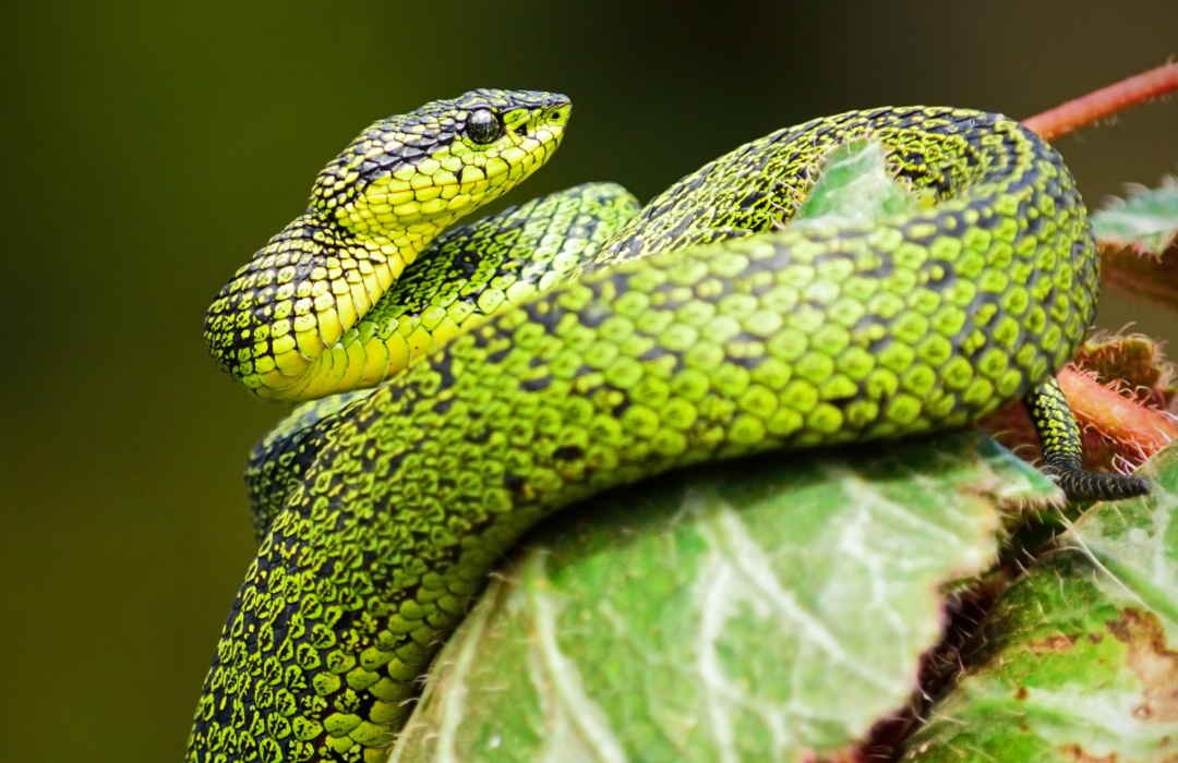10 increíbles datos que debes conocer sobre las serpientes