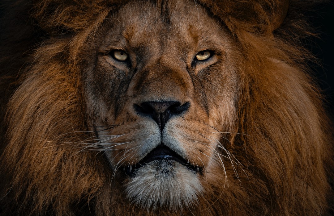 Día Mundial del León: 5 increíbles datos que no conocías sobre él