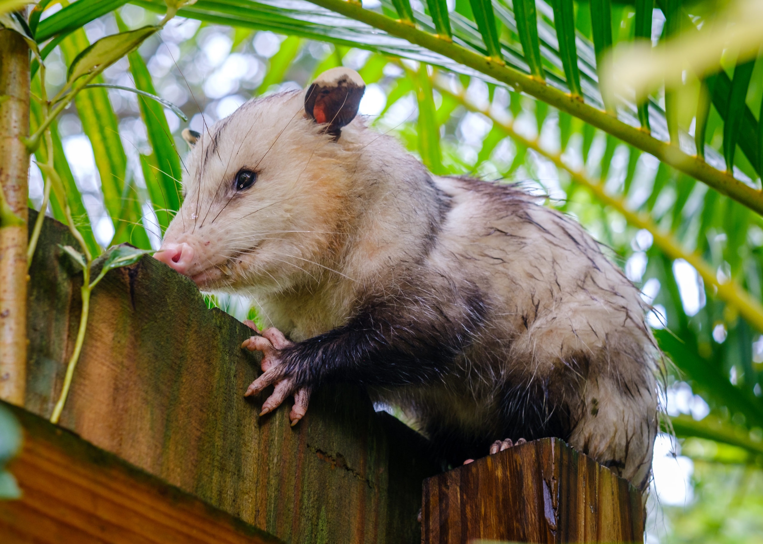 6 datos para enamorarte (¡más!) de los tlacuaches