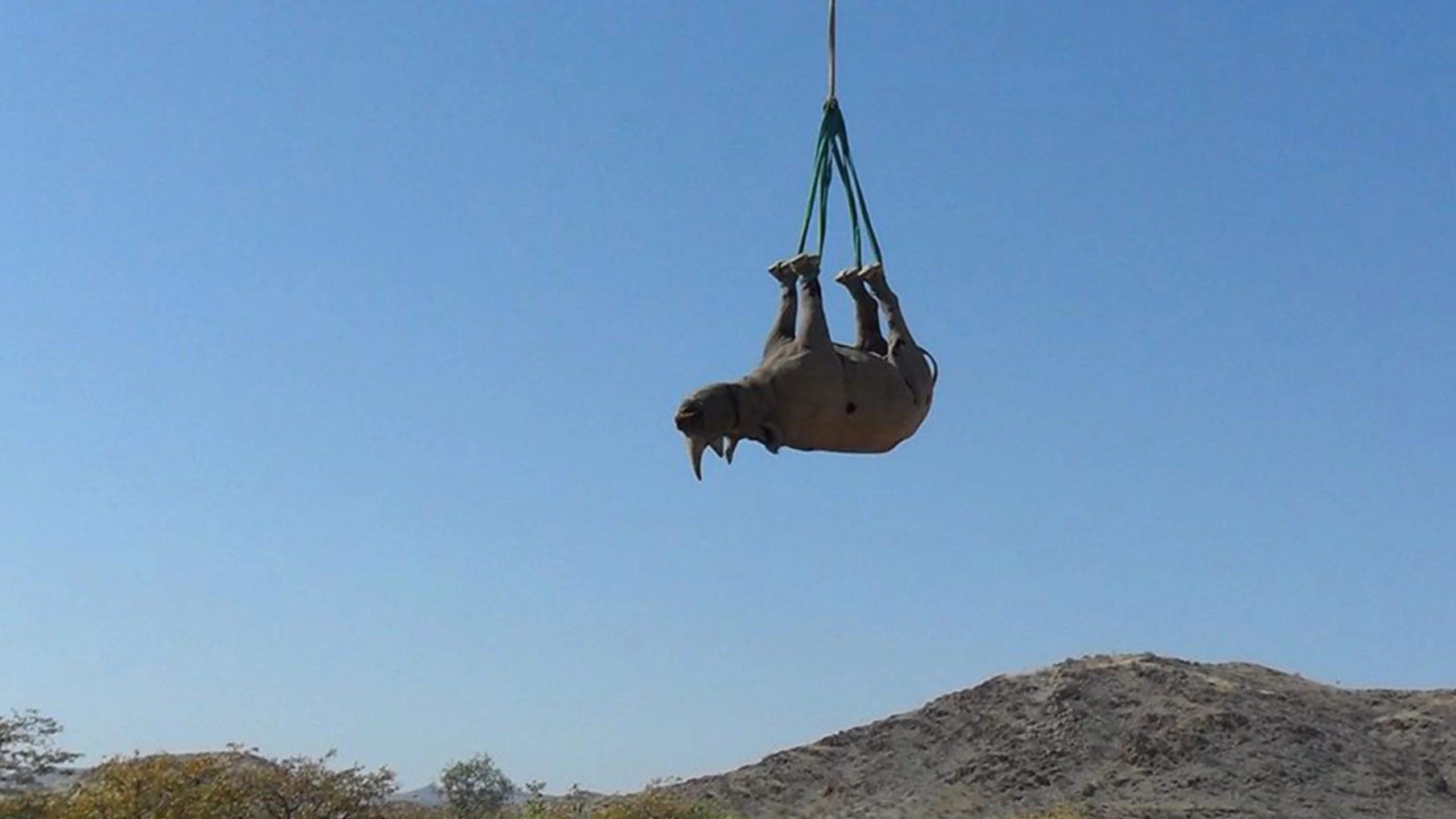 ¡De risa! Estas son las investigaciones científicas más absurdas del año