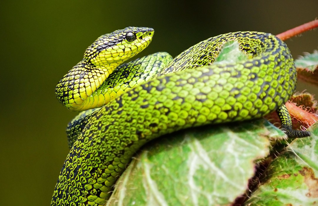 La lengua de las serpientes es tan sofisticada como un laboratorio portátil