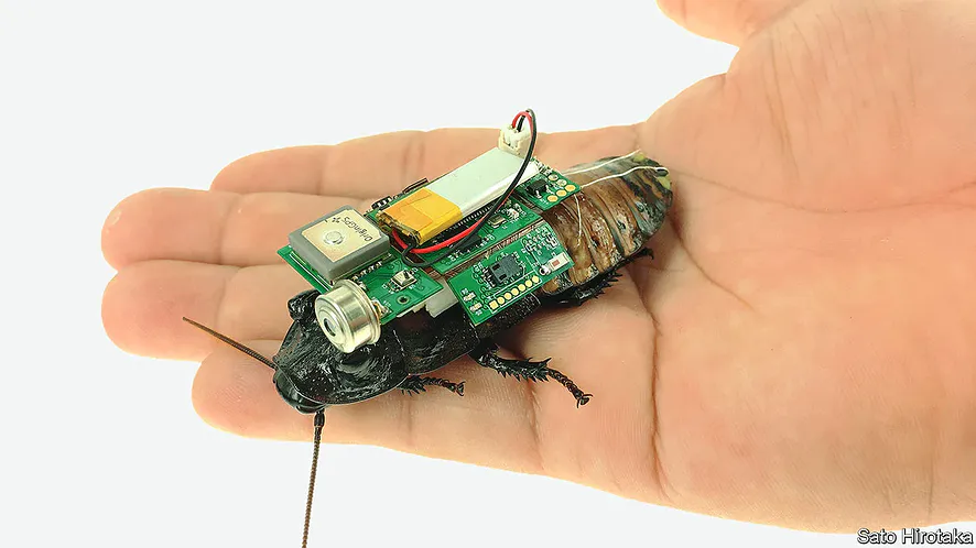 Estos insectos robot pueden encontrar gente en un terremoto