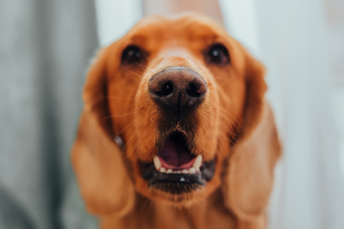 Cómo y cada cuánto debes lavar los dientes de tu perro